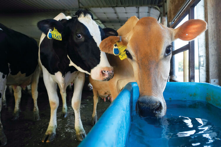 Keeping their cool: Weather forecasts for cows, pig cooling pads offer ...